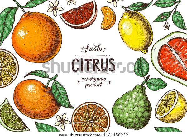 Fresh Citrus Collection Hand Drawn Vector Stock Vector (Royalty Free ...