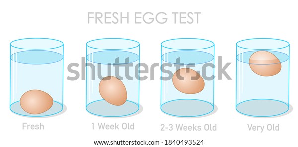 Fresh Egg Test Finding Daily Fresh Stock Vector (Royalty Free) 1840493524