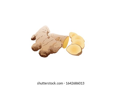 Fresh Ginger Whole Slice Herb Vector Stock Vector (Royalty Free ...