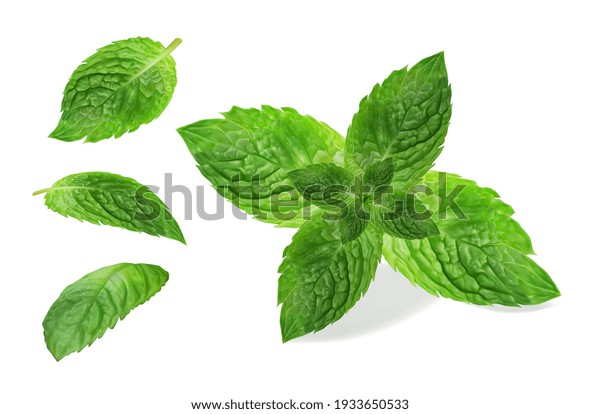 Fresh Mint Leaf Vector Illustration Stock Vector (Royalty Free ...