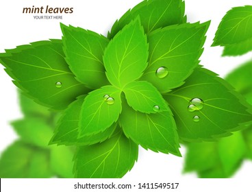 Fresh Mint On White Background Menthol Stock Vector (Royalty Free ...
