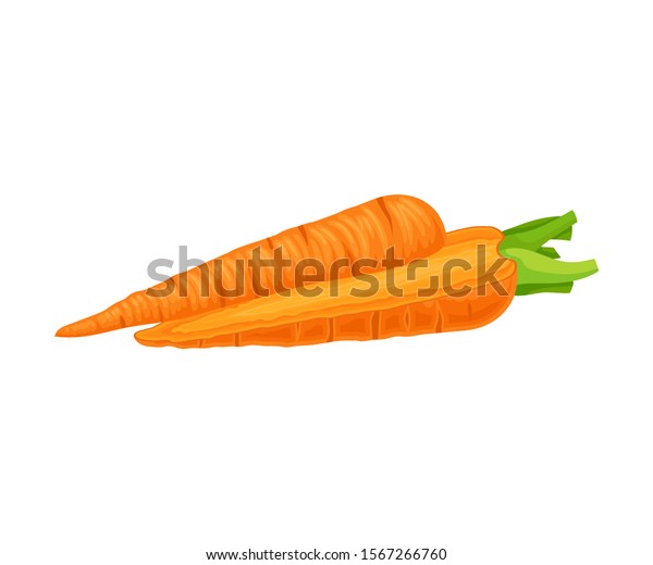 Fresh Raw Carrot Vertically Cut Into Stock Vector (Royalty Free ...