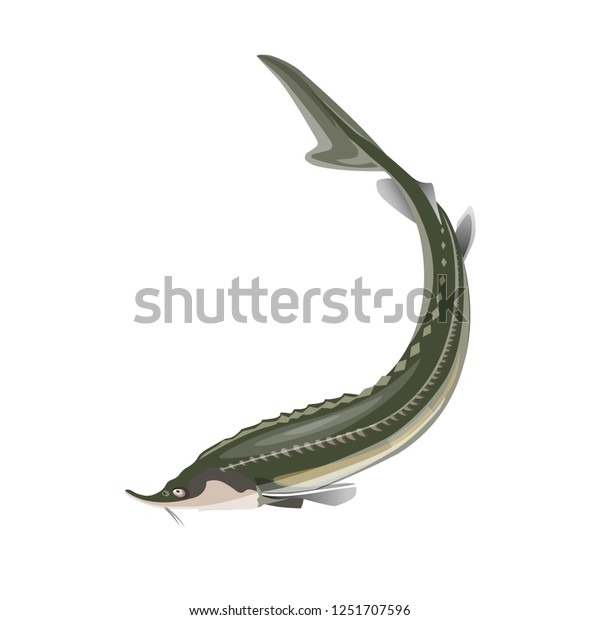 Fresh Sturgeon Fish Vector Illustration Isolated Stock Vector (Royalty ...