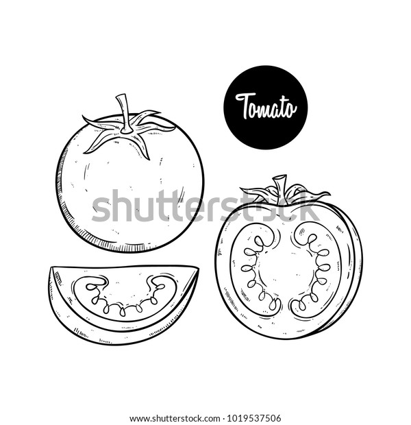 Fresh Tomato Hand Drawing Sketch Style Stock Vector (Royalty Free ...