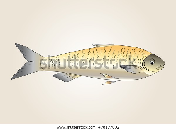 Freshwater Fish Drawing By Hand Vector Stock Vector (Royalty Free ...