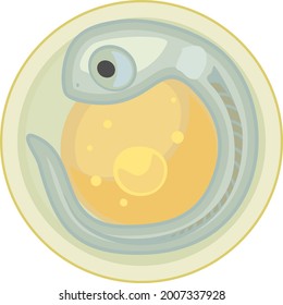 2,962 Fish embryo Images, Stock Photos & Vectors | Shutterstock