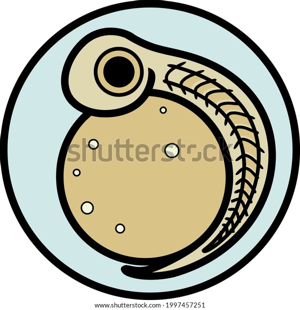 Freshwater Fish Egg Spawn Embryo Isolated Stock Vector (Royalty Free ...