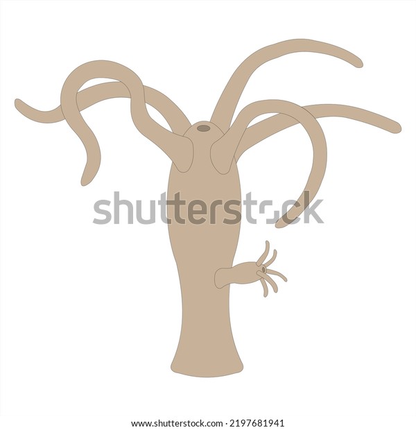 Freshwater Hydra Vector Illustration Isolated On Stock Vector (Royalty ...