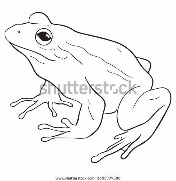 Frog Graphic Design Vector Sketch Art Stock Vector (Royalty Free ...