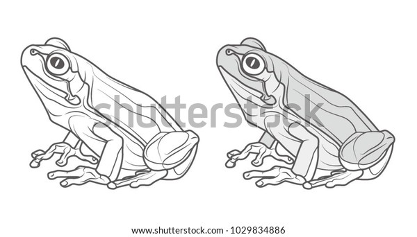 Frog Line Illustration Stock Vector (Royalty Free) 1029834886