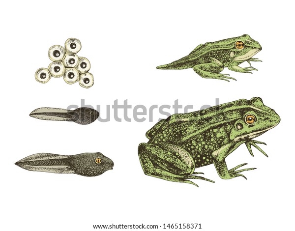 Frog Metamorphosis 5 Stages Frogs Life Stock Vector (Royalty Free ...