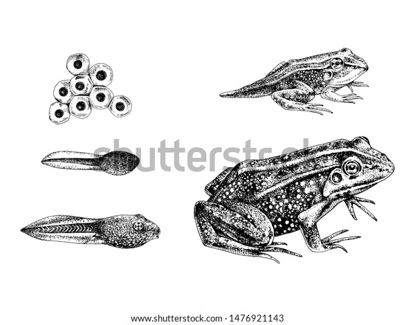 Frog Metamorphosis 5 Stages Frogs Life Stock Vector (Royalty Free ...