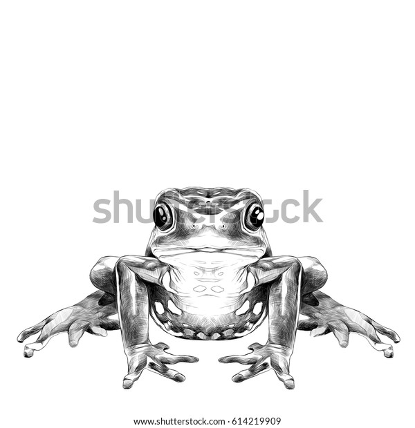Frog Sits Symmetrical Sketch Vector Graphics Stock Vector (Royalty Free ...