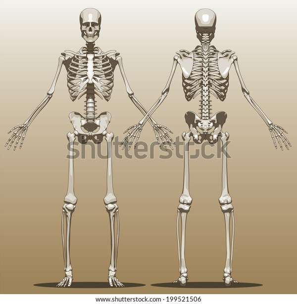 Front Rear View Human Skeleton Male Stock Vector (Royalty Free ...