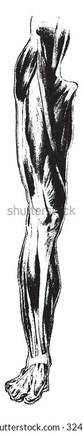 Front View Muscles Thigh Leg Vintage Stock Vector (Royalty Free ...