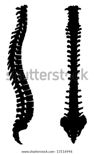 Frontal Lateral View Human Spinal Column Stock Vector (Royalty Free ...
