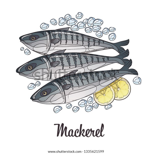 Frozen Mackerel Fish Illustration Cartoon Vector Stock Vector (Royalty ...