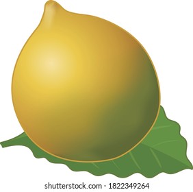 Caimito Images, Stock Photos & Vectors | Shutterstock