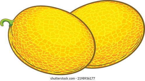 Fruits Vegetables Two Yellow Melons Stock Vector (Royalty Free ...