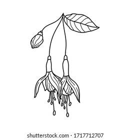 Fuchsia Flower Line Drawing Outline Botanical Stock Vector (Royalty ...