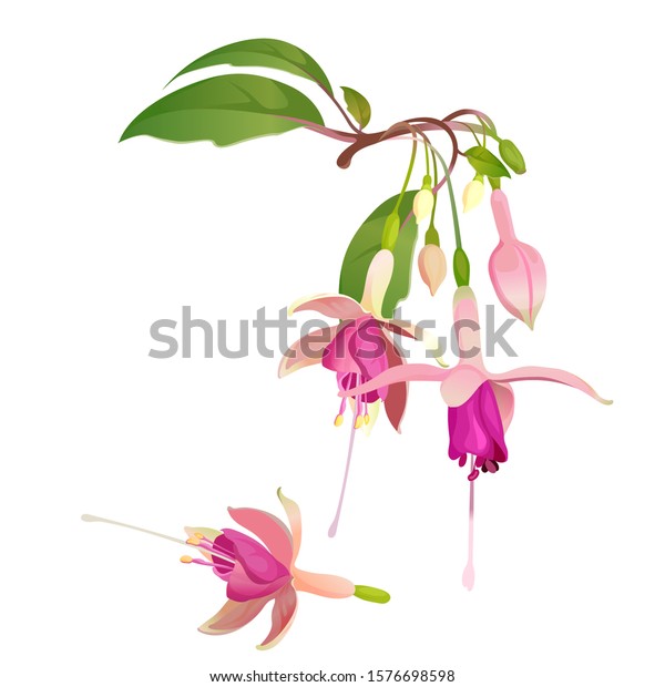 Fuchsia Flower Vector Illustration Floral Botanical Stock Vector ...