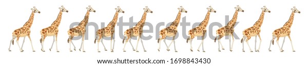 Full Cycle Giraffe Gait Animation Sequences: Vector có sẵn (miễn phí ...