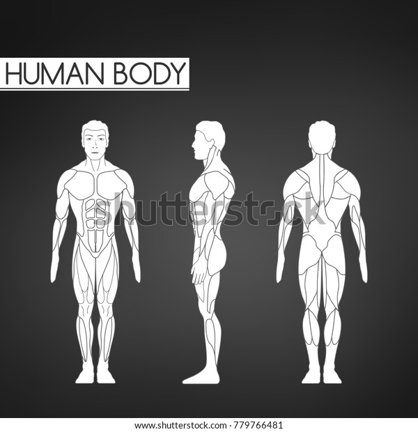 Full Length Muscle Body Front Back: เวกเตอร์สต็อก (ปลอดค่าลิขสิทธิ์ ...