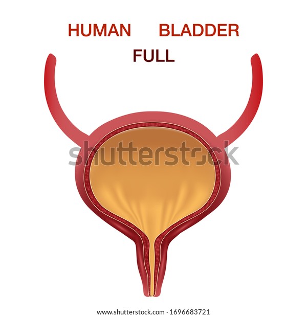 Full Urinary Bladder Human Organ Anatomy Stock Vector (Royalty Free ...