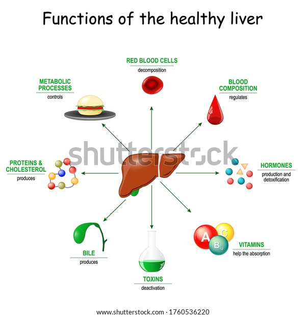 Functions Healthy Liver Detoxification Deactivation Poisons Stock ...