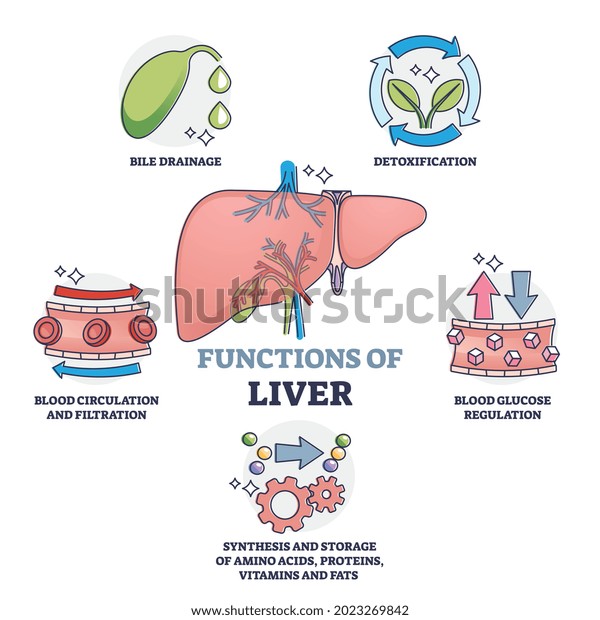 Functions Liver Body Organ Description Outline Stock Vector (Royalty ...