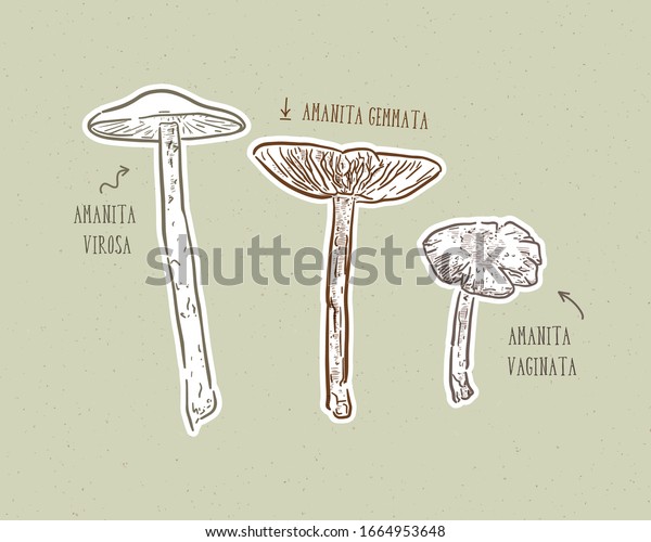 Fungus Set Hand Draw Sketch Vector Stock Vector (Royalty Free ...
