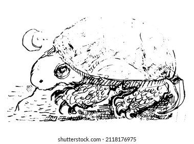 270 Turtle Etching Images, Stock Photos & Vectors | Shutterstock