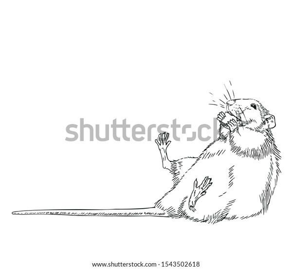 Funny Lying Rat Line Art Style Stock Vector (Royalty Free) 1543502618 ...