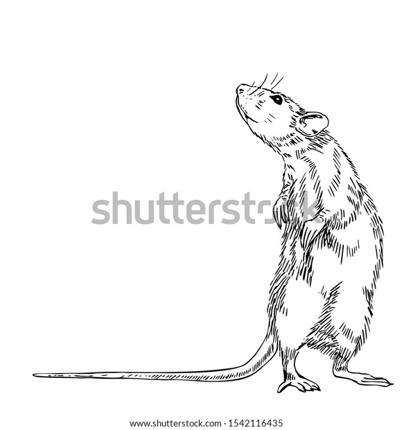 Funny Standing Rat Line Art Style Stock Vector (Royalty Free) 1542116435