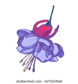 225 Fuschia vector Images, Stock Photos & Vectors | Shutterstock