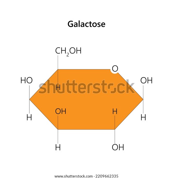 Galactose Monosaccharide Sugar That About Sweet Stock Vector (Royalty ...