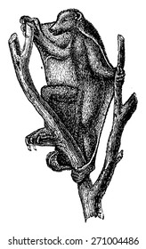 Galeopithecus Vintage Engraved Illustration Natural History Stock ...