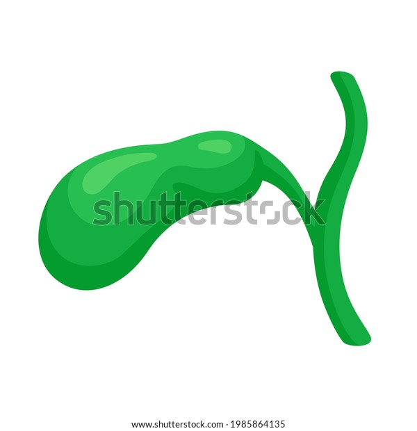 Gall Bladder Cartoon Icon Cholecyst Anatomy Stock Vector (Royalty Free ...