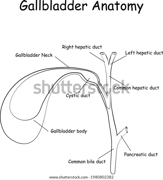 Gallbladder Anatomy Gallbladder Diagram Simple Line Stock Vector ...