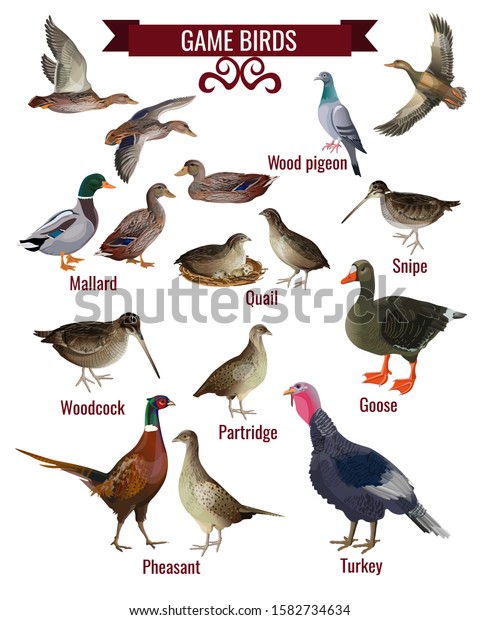 Game Bird Set Collection Hunting Birds Stock Vector (Royalty Free ...