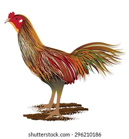 Gamecock Vector Design Stock Vector (Royalty Free) 296210186 | Shutterstock