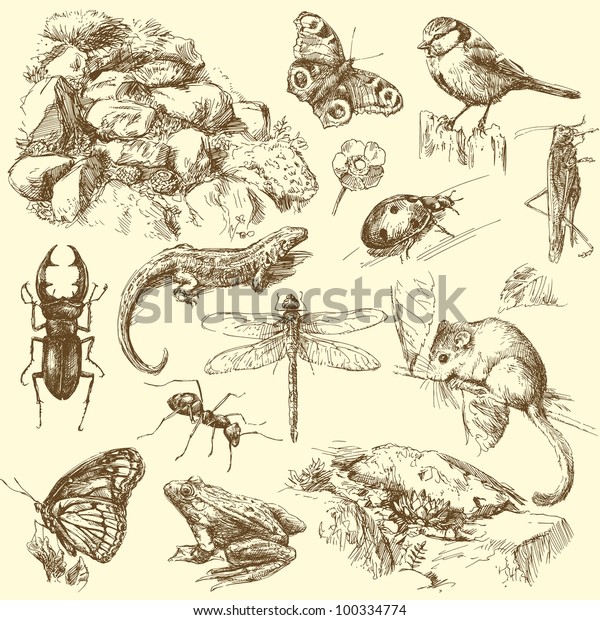 Garden Animals Hand Drawn Set Stock Vector (Royalty Free) 100334774