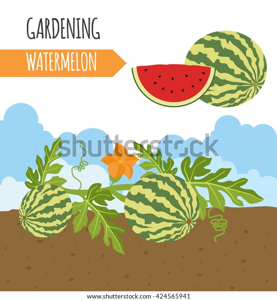 Garden Watermelon Plant Growth Vector Illustration Stock Vector ...