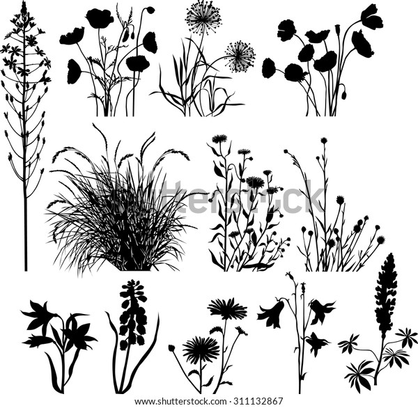 Garden Wild Plants Stock Vector (Royalty Free) 311132867 | Shutterstock