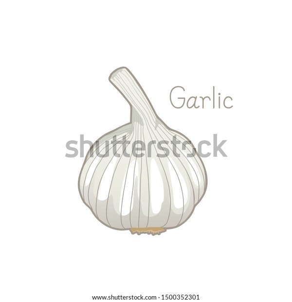 Garlic Calligraphic Text On White Backgroundvector Stock Vector ...