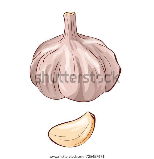 Garlic Flat Cartoon Style Isolated Object เวกเตอร์สต็อก (ปลอดค่า ...