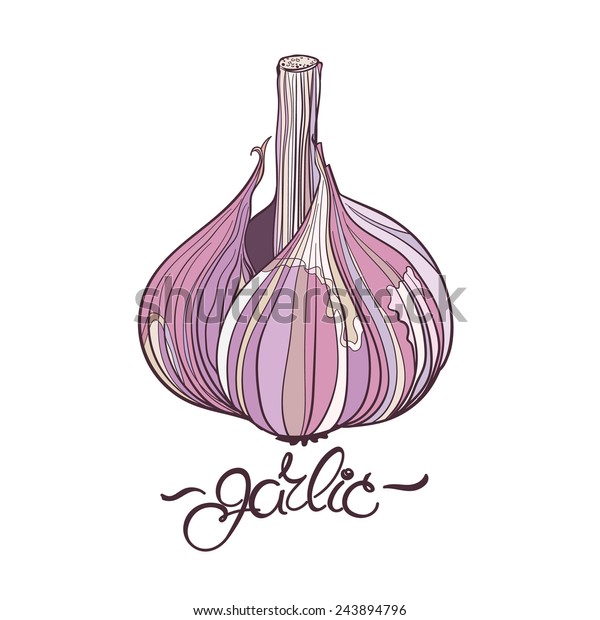 Garlic Hand Drawn Garlic Bulb Lettering Stock Vector (Royalty Free ...
