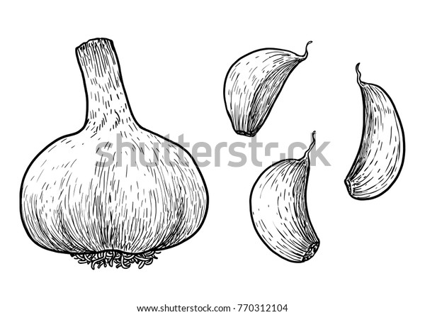 Garlic Illustration Drawing Engraving Ink Line Stock Vector (Royalty ...
