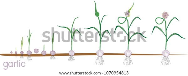 Garlic life cycle. Consecutive stages of growth from bulbil to ...