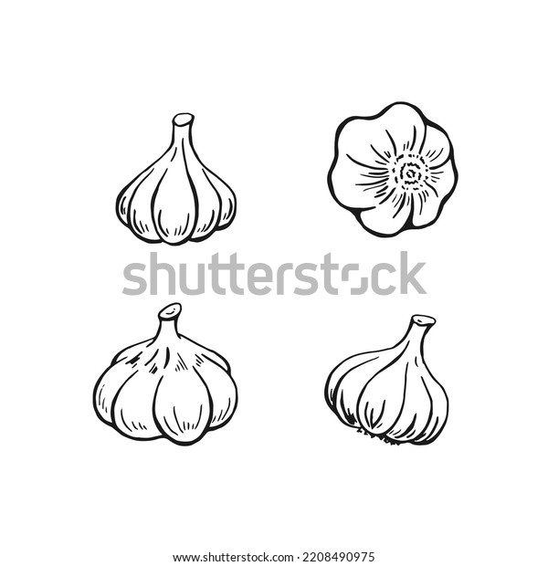 Garlic Outline Hand Drawn Vector Illustration Stock Vector (Royalty ...